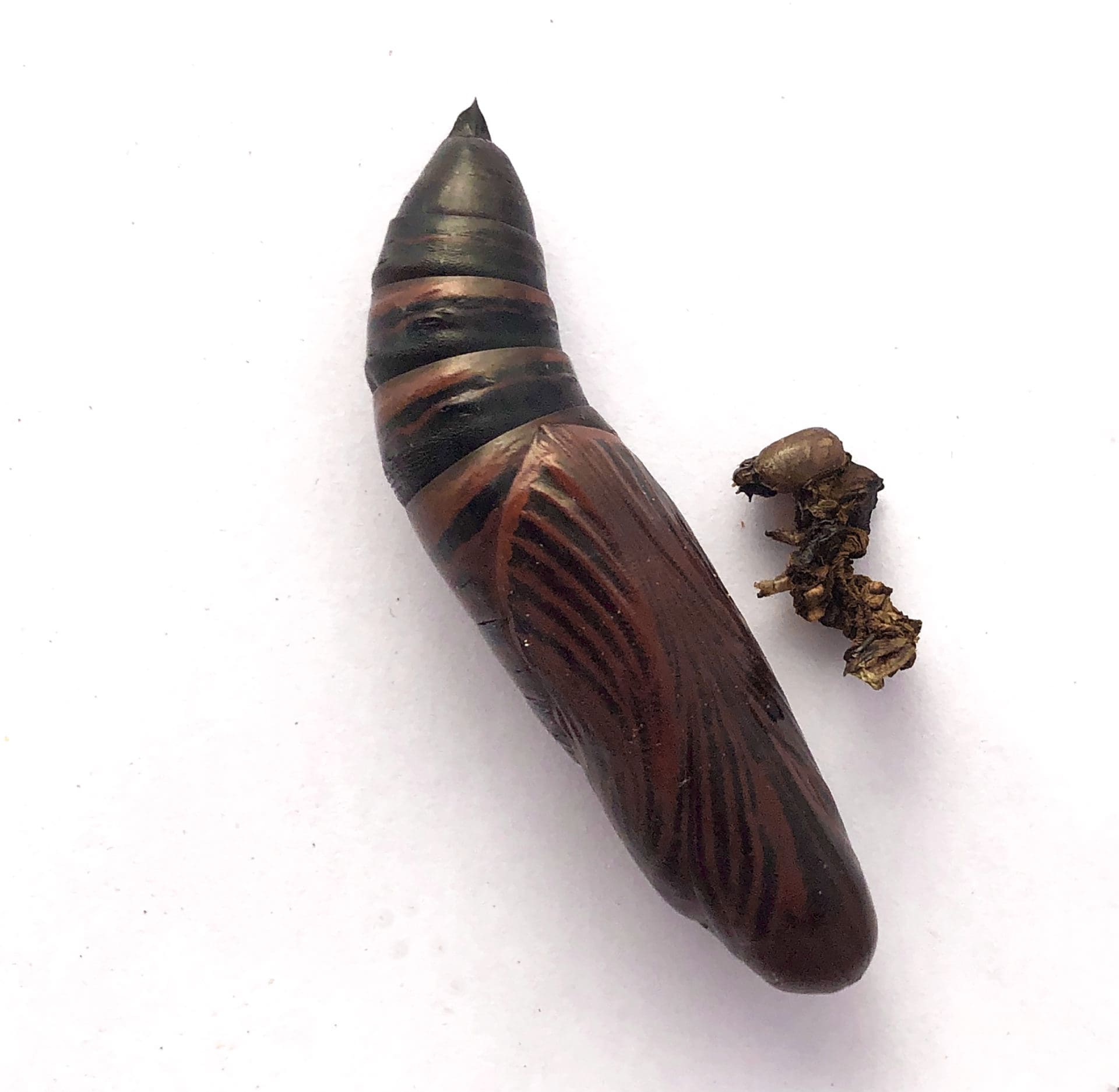 Alien Invader – or Native Species? | St. John Source