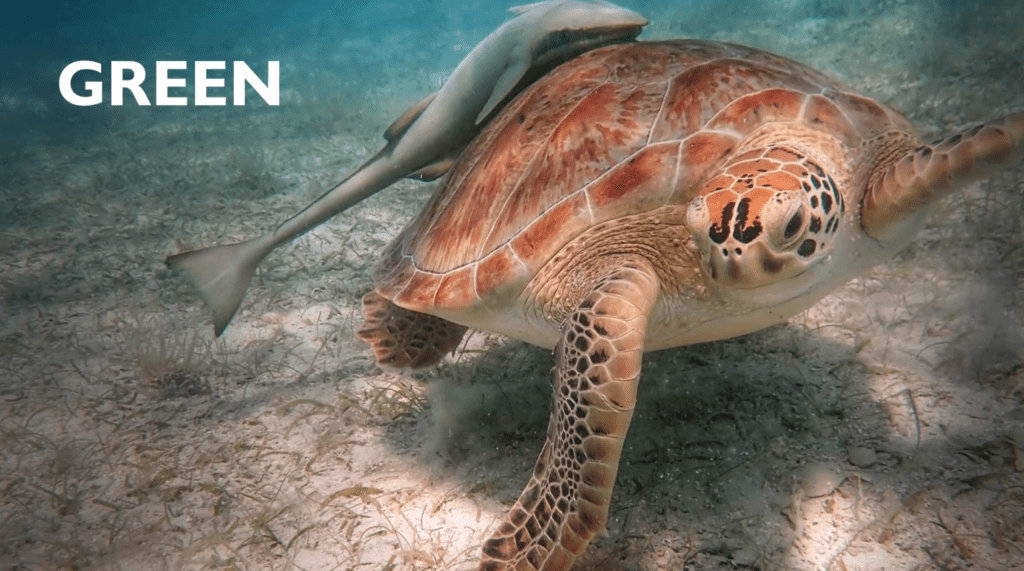 Humans Can Help Sea Turtles Survive | St. John Source
