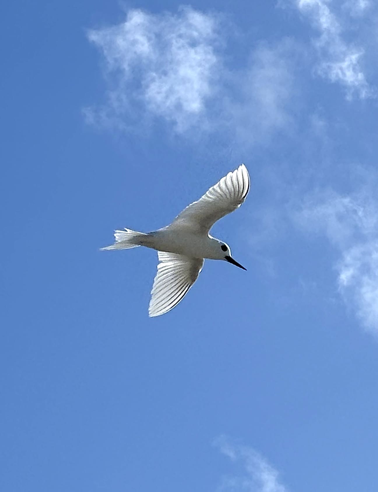 Rare White Tern Spotted on St. Croix: Only Second Sighting Ever in the ...