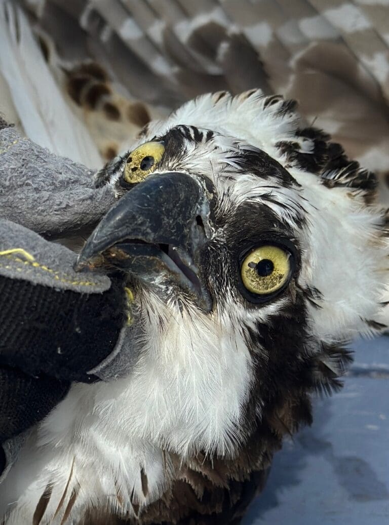 Osprey Rescued on St. Croix | St. John Source