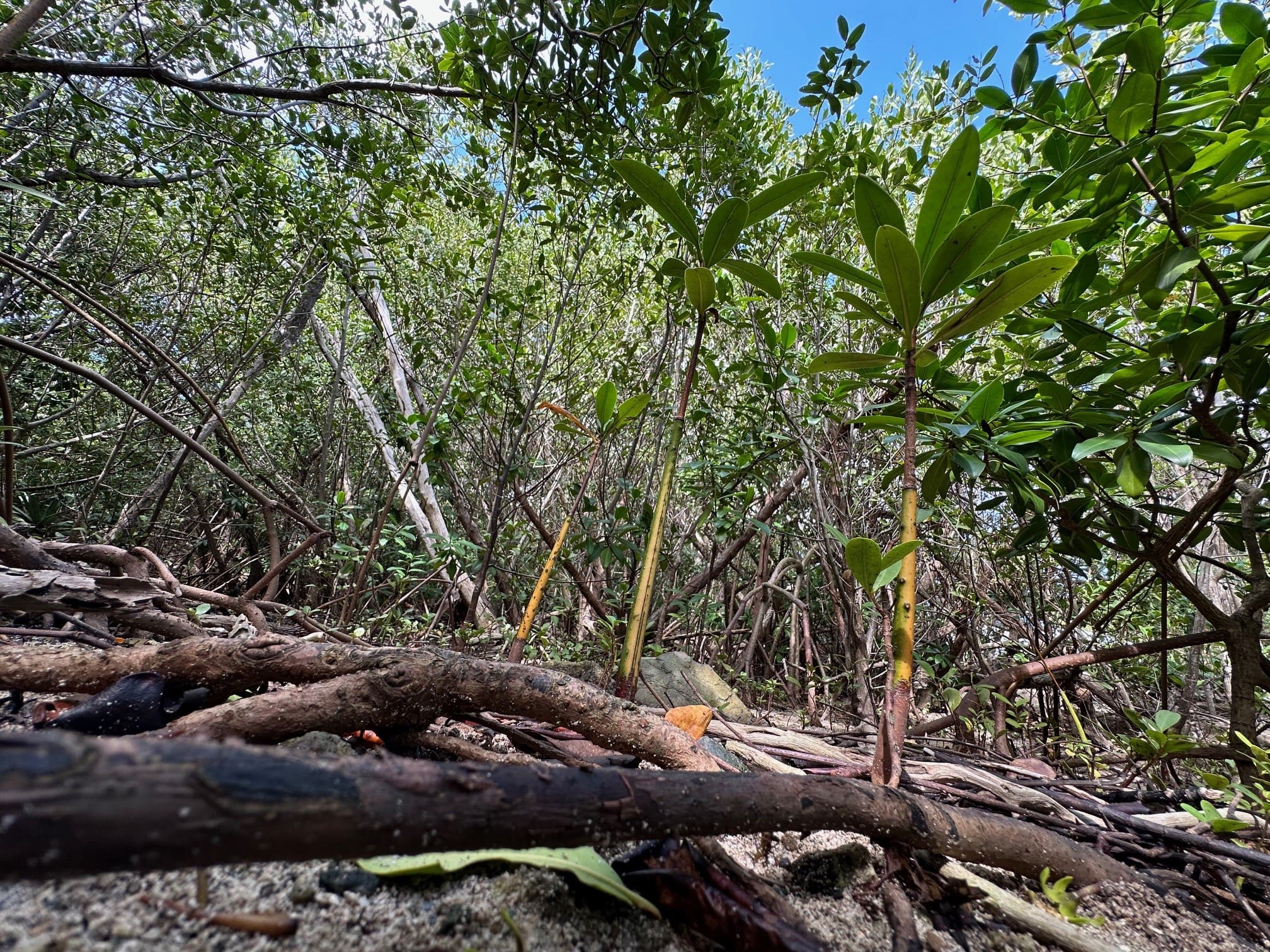 Mangrove Restoration Workshop May 14 and 15 | St. John Source