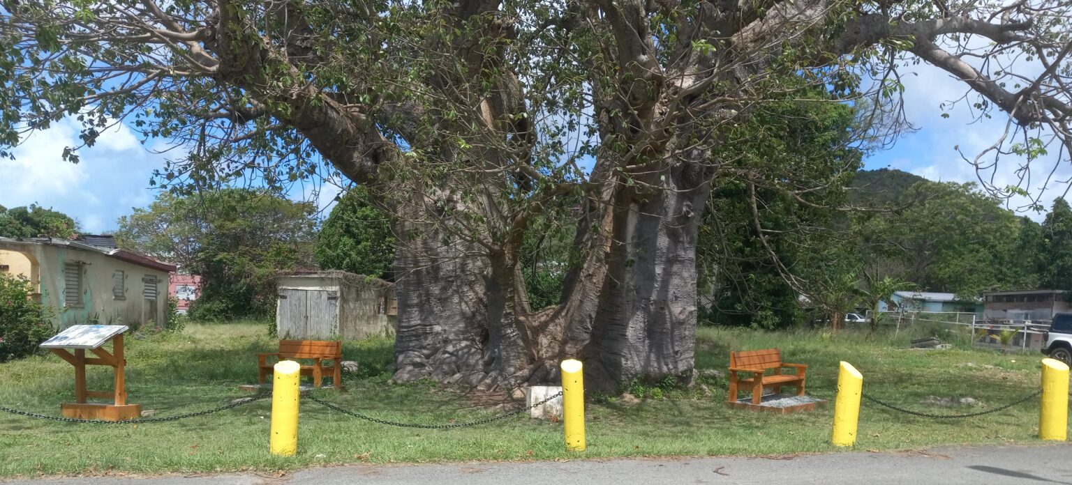 Op-Ed: Finally, Proper Recognition for St. Croix’s Historic Baobab Tree ...